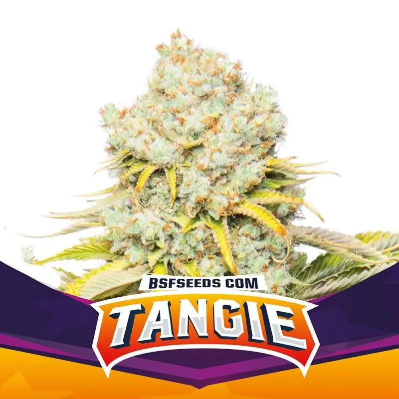 Tangie X12 - Bsf Seeds - Dr. Grow